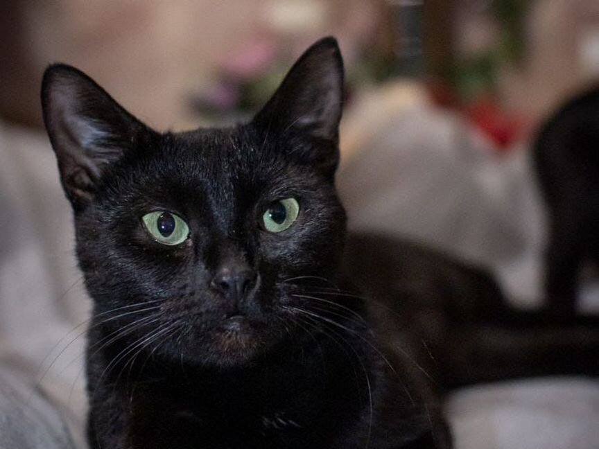 Багира ищет дом