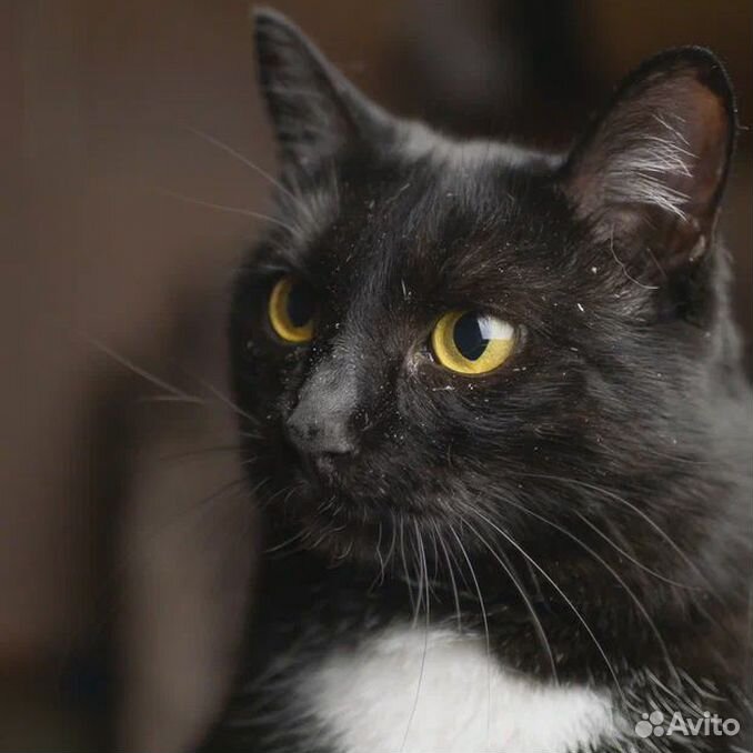 Тучка кошка