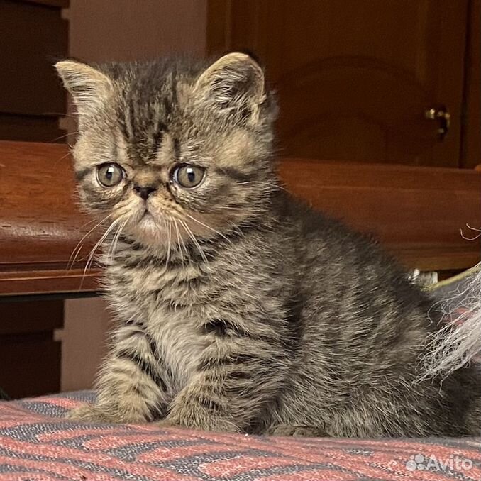 Экзотическая короткошерстная кошка, котенок, кот