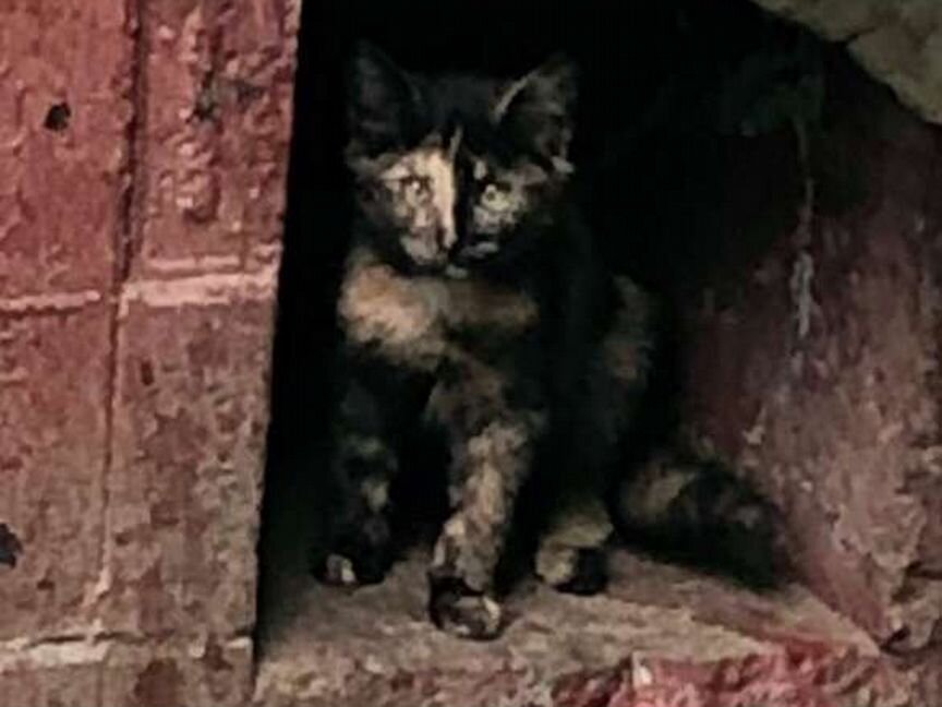 Кошка в дар