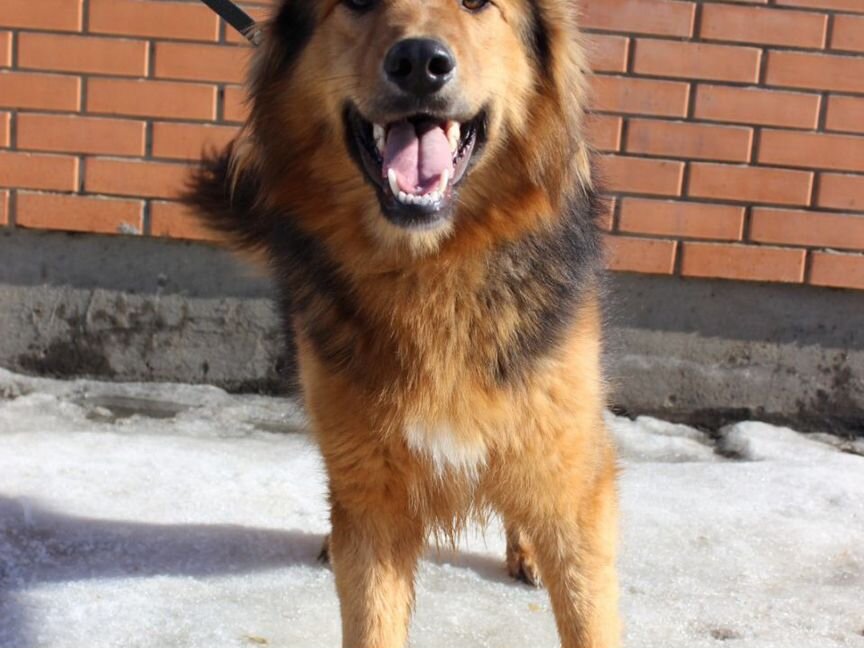 Гарик уникальный пес