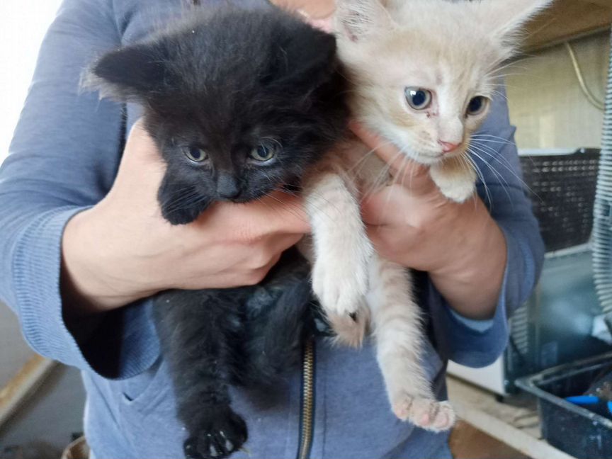 Отдам котят. В добрые руки. Кошечек и котиков