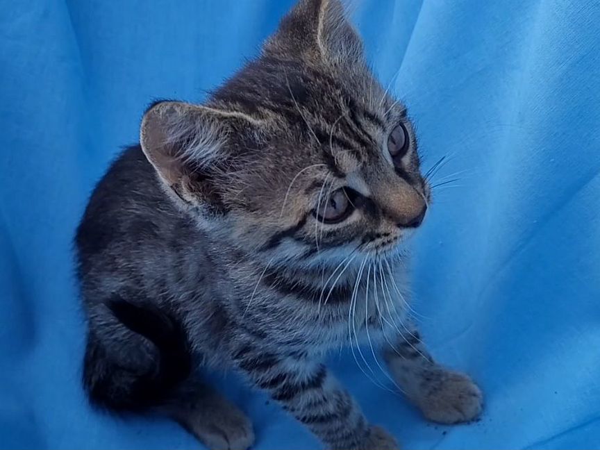 Отдам котят в хорошие руки