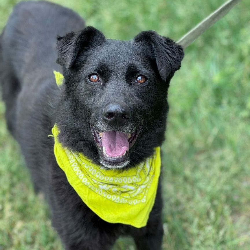 Собака Очаровательная Лиз