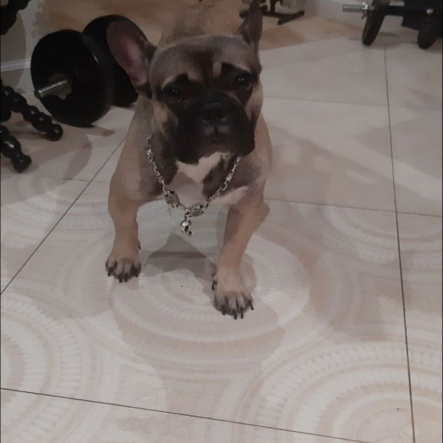 Французский бульдог в добрые руки
