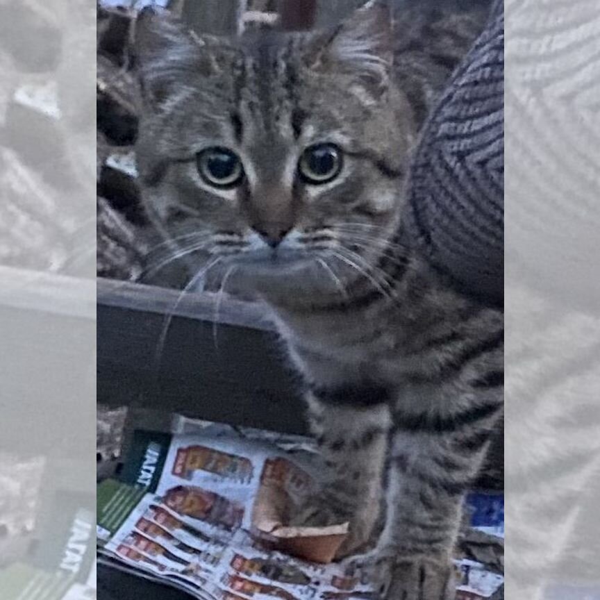 Пристраивается котик
