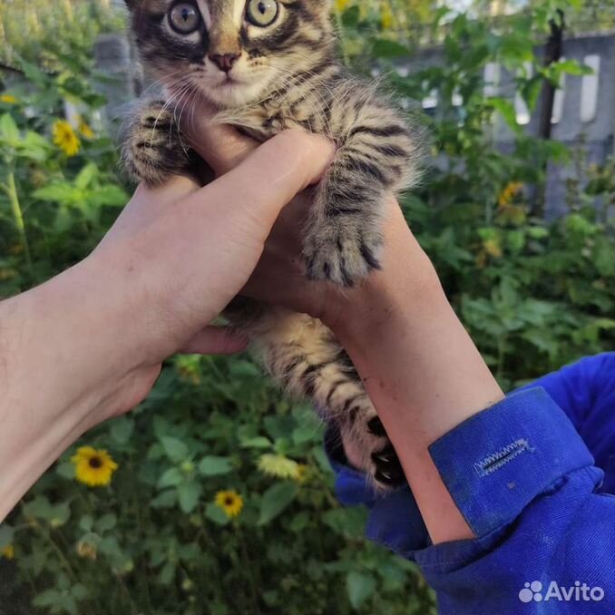 Котята, метисы сибирской