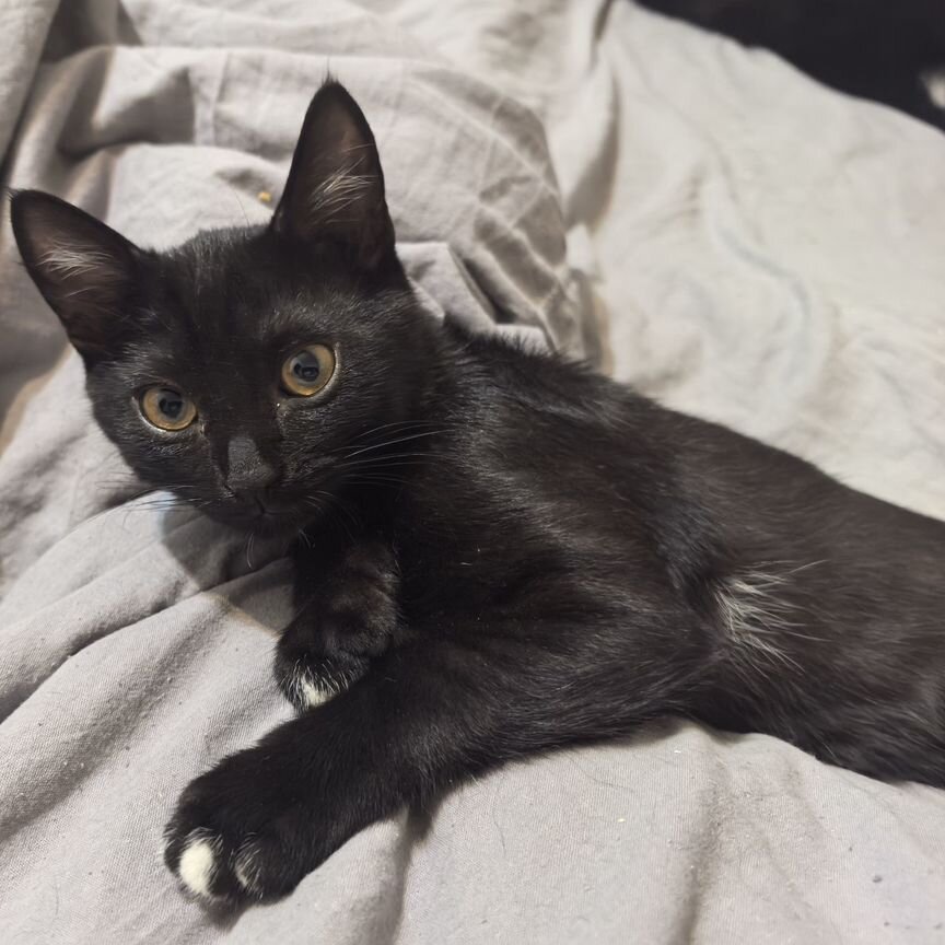 Котёнок черный