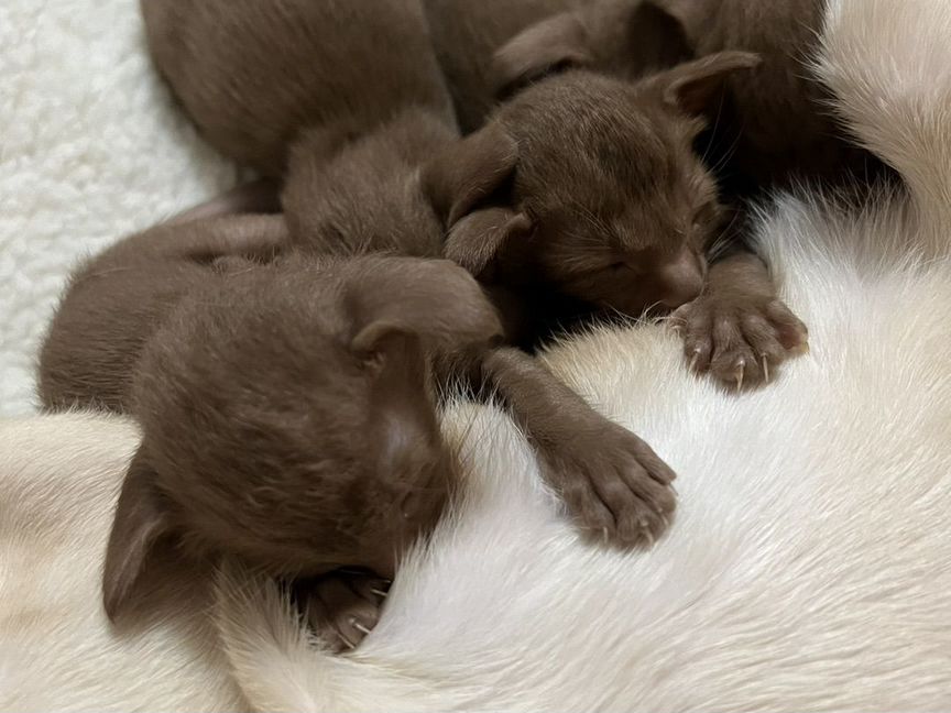 Ориентальные котята циннамон экстрим