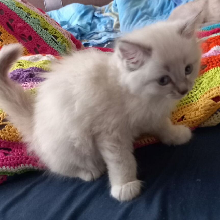 Невский маскарадный котёнок