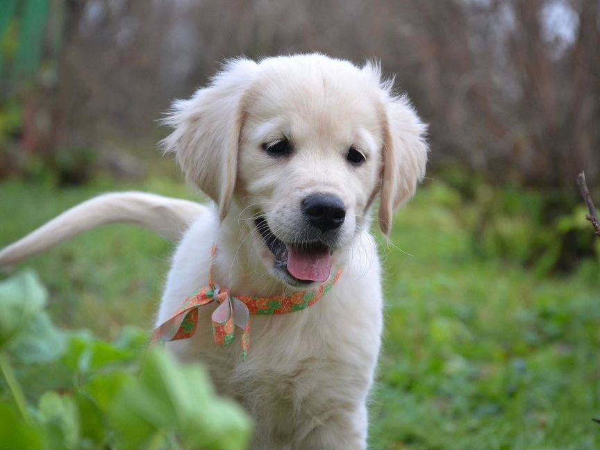 Щенки золотистого ретривера, девочки