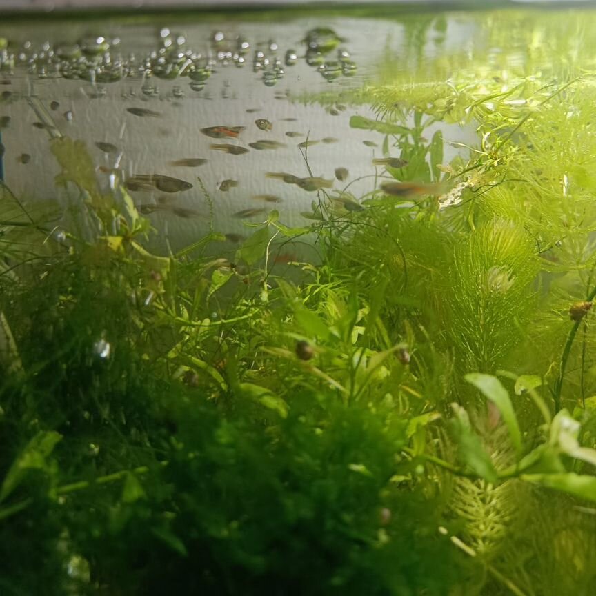 Гуппи эндлера