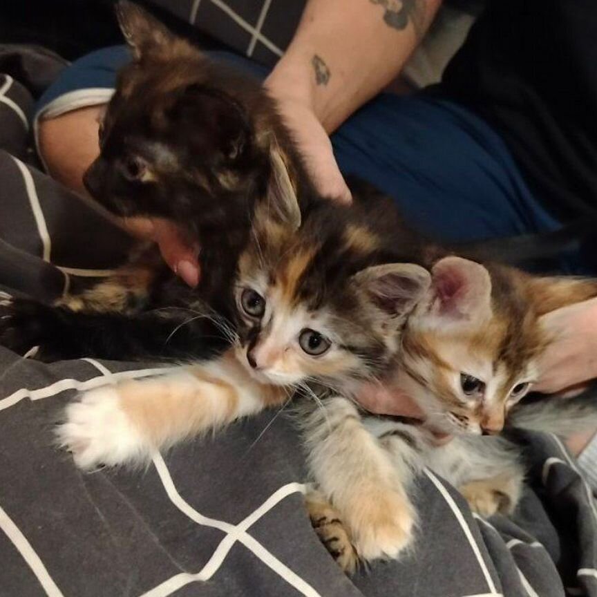 Отдам в добрые руки котят