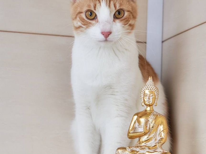 Кот Дзен