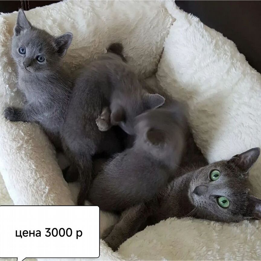Русская голубая, котята