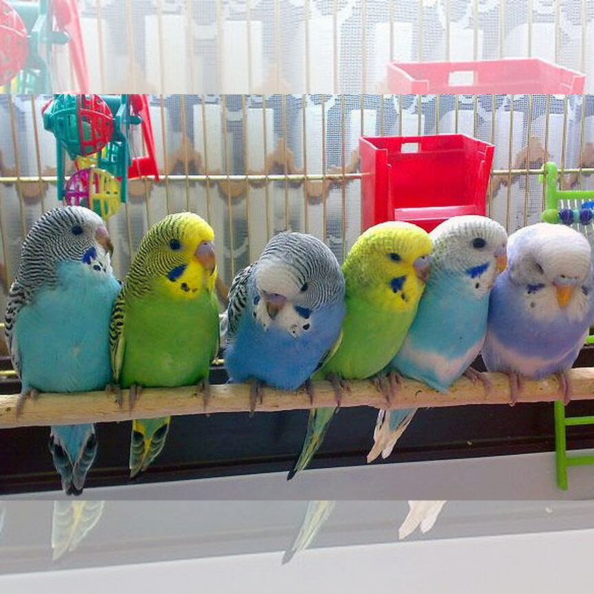 Попугаи только опт
