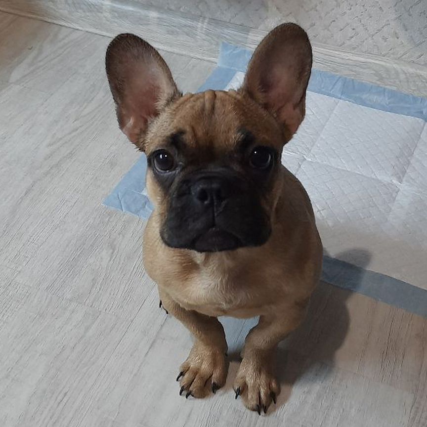 Французский бульдог щенки