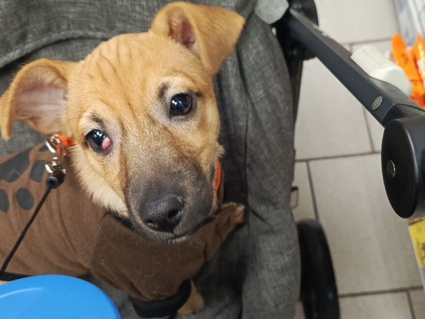 Собака маленькая порода