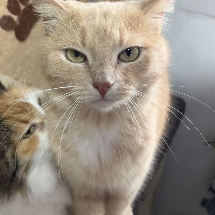 Рыжая кошечка в добрые руки