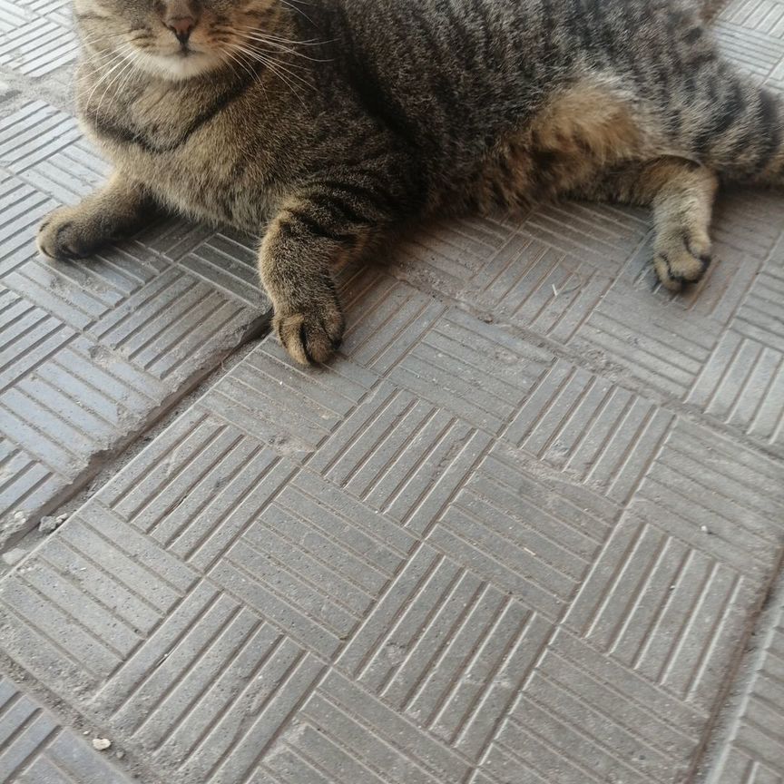 Котик в добрые ручки