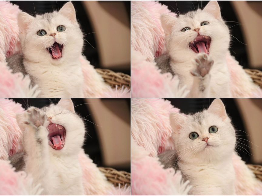 Самая добрая в мире кошечка