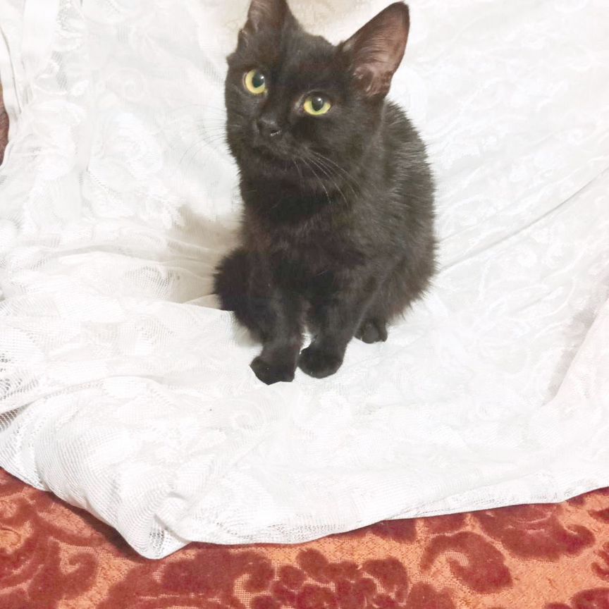 Черный котенок в добрые руки