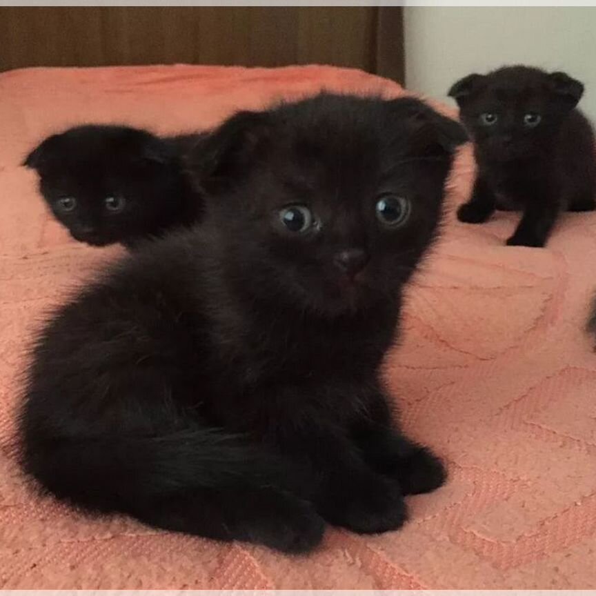 Шотландские котята чёрные