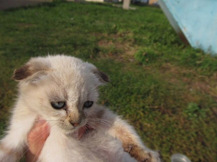 Котята в добрые руки бесплатно