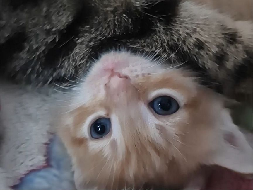 Котята в добрые руки
