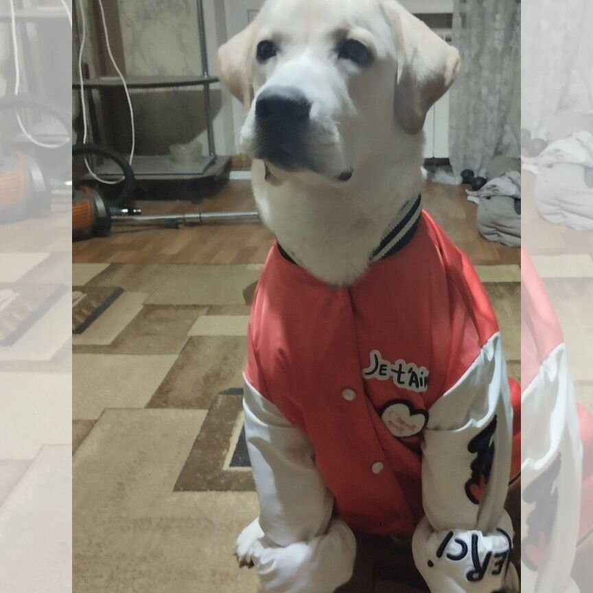 Лабрадор-ретривер, взрослый пёс