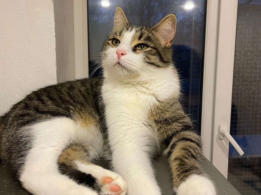 Котик Марсель 8мес