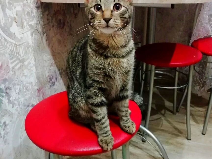 Борис ищет дом