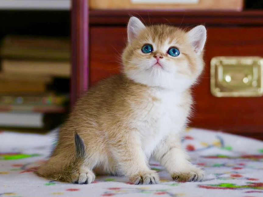 Бомбические золотые шиншиллы