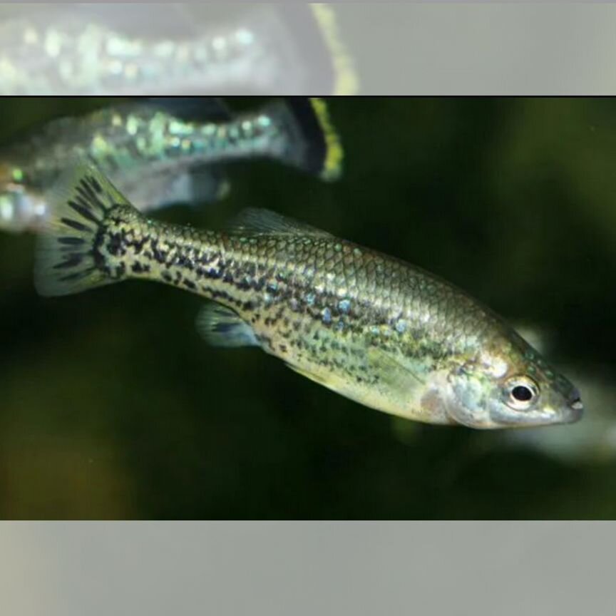 Аквариумные рыбки Амека глянцевая