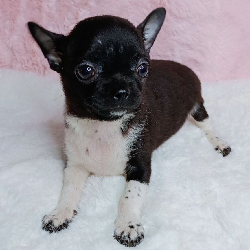 Парень чихуахуа