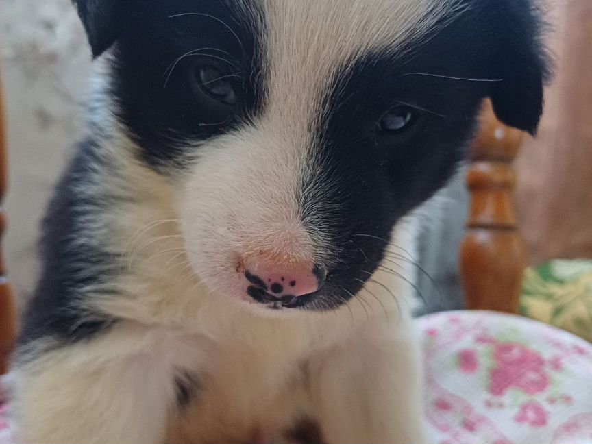 Вольт ищет дом