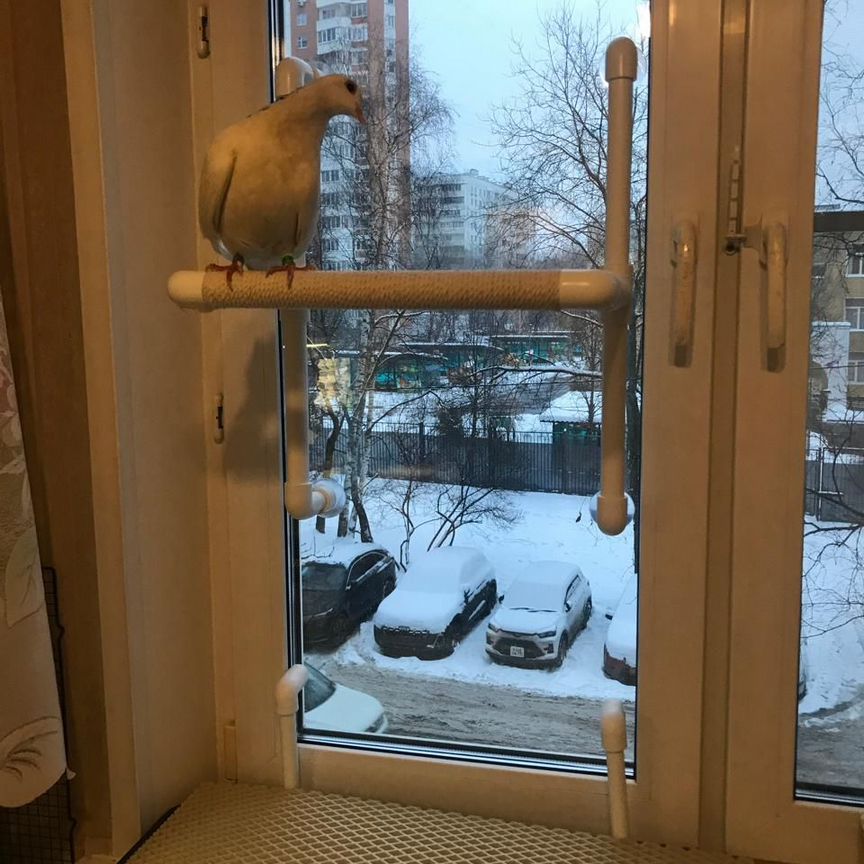 Присяды на окна для попугая