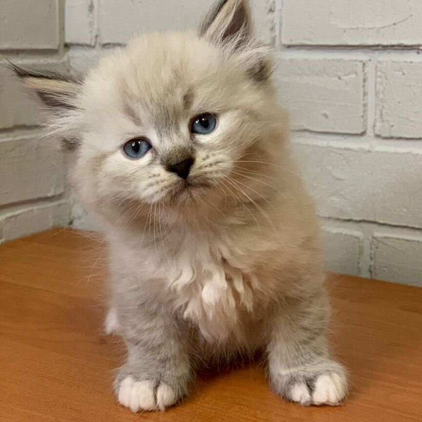 Шикарный невский котенок