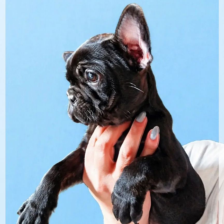 Французский бульдог, щенок