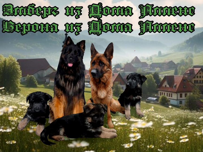 Продажа щенков немецкой овчарки