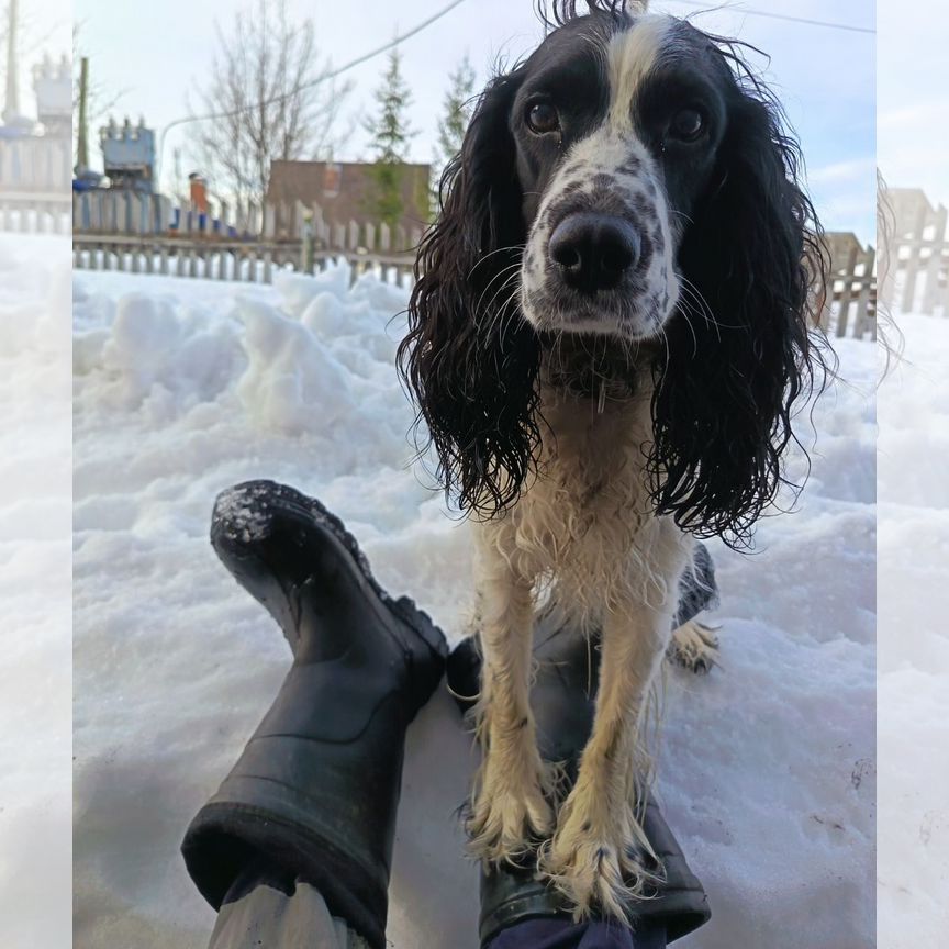 Русский охотничий спаниель, взрослая собака