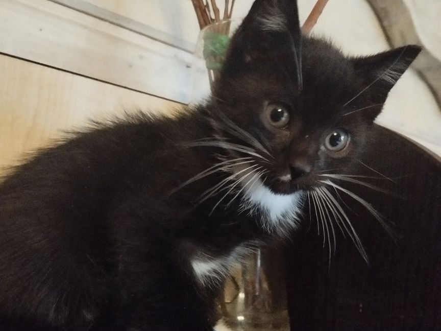 Шотландская вислоухая кошка