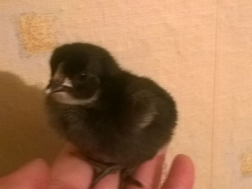 Подрощенные цыплята породы синь синь дянь