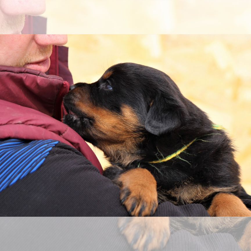 Ротвейлер, щенок