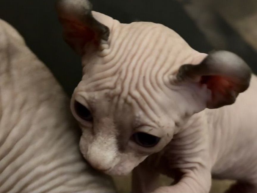 Канадский сфинкс эльф котенок