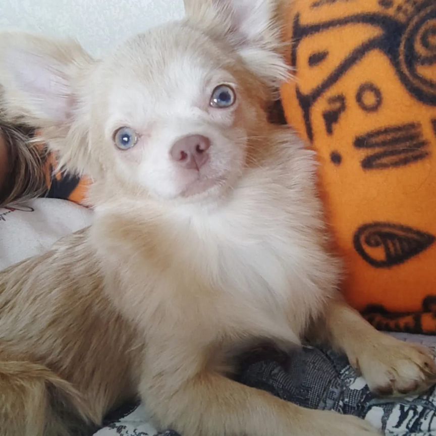 Взрослая чихуахуа девочка