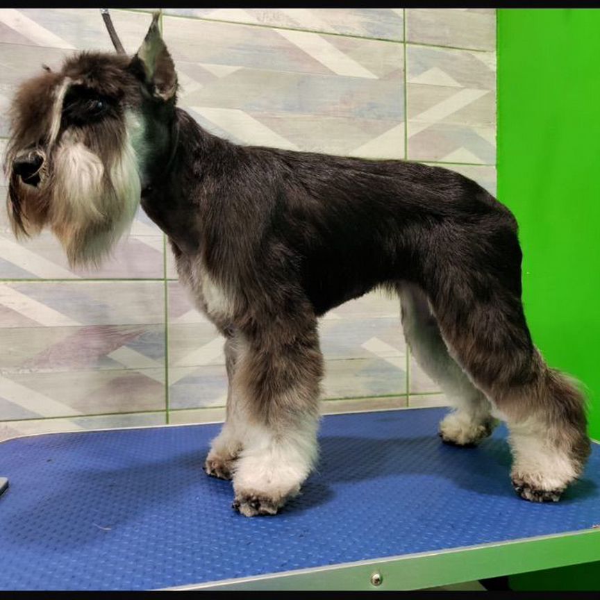 Цвергшнауцер черный с серебром