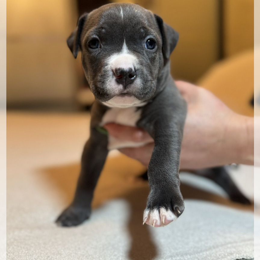 Американский булли, щенок