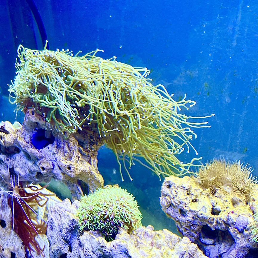 Коралл эуфилия святой грааль