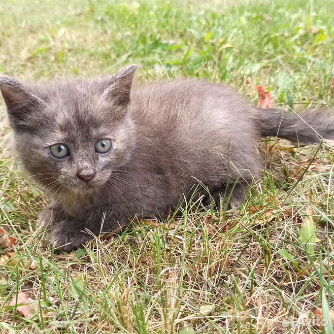 SOS Отверженные кото-девочки Козетта и Фантина